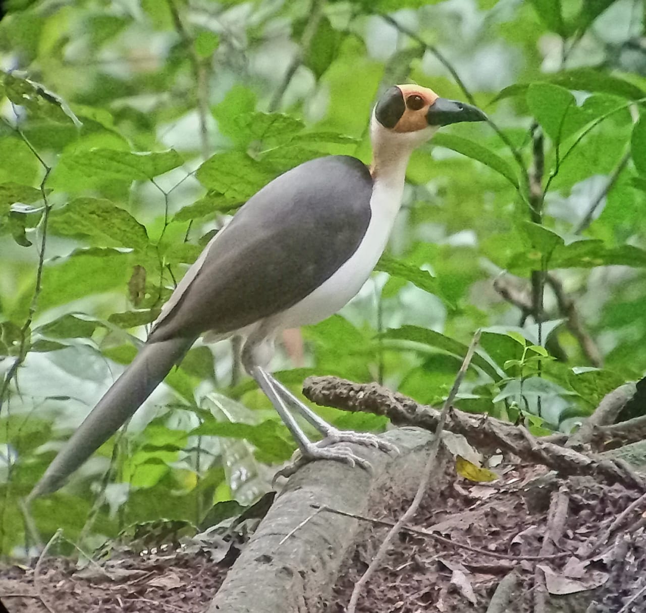 A groundbreaking discovery at Ankasa Reserve in Ghana’s Western Region ...