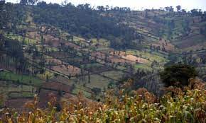 ATTA :: Kenya makes 13 November nationwide tree planting day a public ...