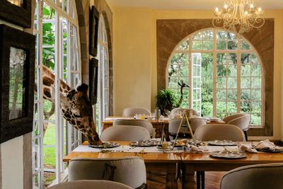 ATTA :: The Safari Collection Special Offers