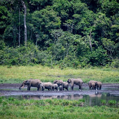 ATTA :: Africa’s elephants at increasing extinction risk from poaching ...